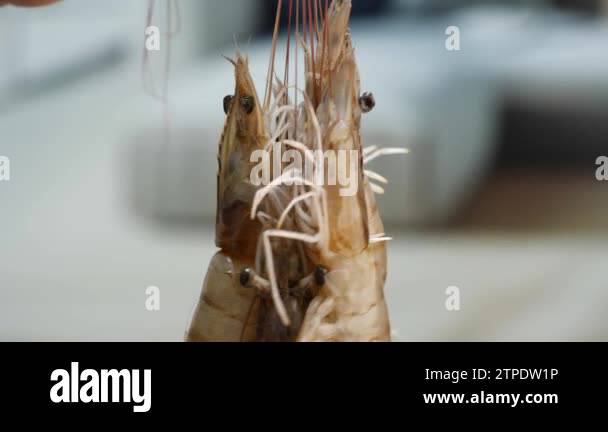 Shrimp anatomy Stock Videos & Footage - HD and 4K Video Clips - Alamy