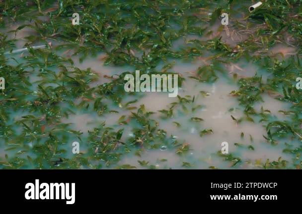 Drops of rain drip onto large puddle. Tropical rainfall in Thailand ...
