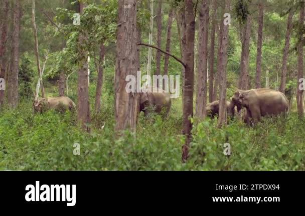 Pachyderms of Stock Videos & Footage - HD and 4K Video Clips - Alamy