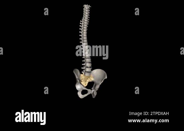 The sacrum is the triangular bone just below the lumbar vertebrae Stock ...