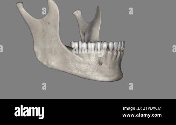 Largest mandible Stock Videos & Footage - HD and 4K Video Clips - Alamy