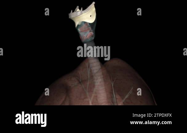 thyrohyoid membrane connects the thyroid cartilage to the hyoid bone ...