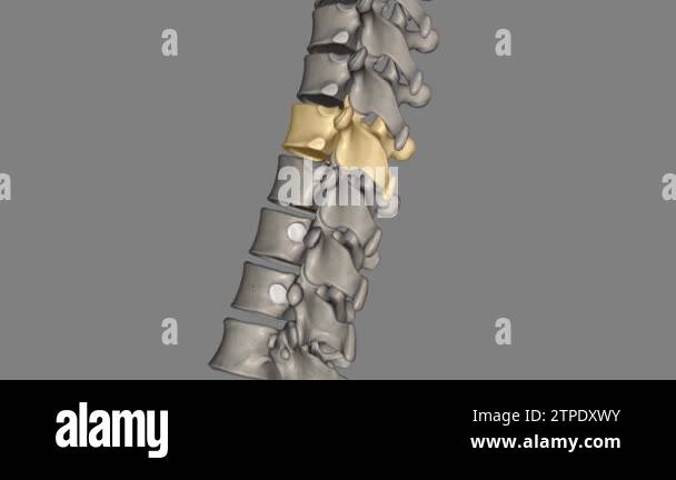 Thoracic Vertebral, T9 Twelve vertebrae are located in the thoracic ...