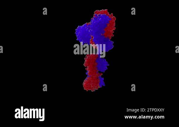 3D animated Model of a white blood cell. Human Antibody T cell rotation ...
