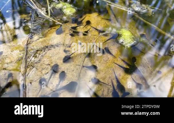 Tadpole, pollywog is larval stage in life cycle of an amphibian, frog ...
