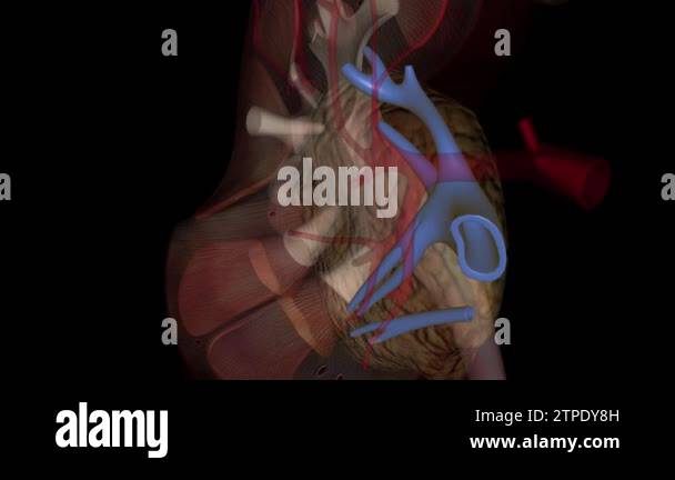 The renal veins in the renal circulation, are large-calibre veins that ...