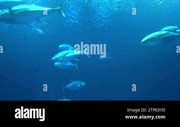 School of fish gracefully navigating the azure depths of the ocean ...