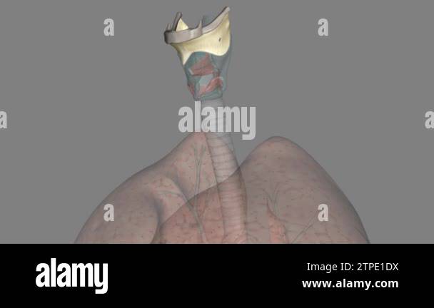 thyrohyoid membrane connects the thyroid cartilage to the hyoid bone ...