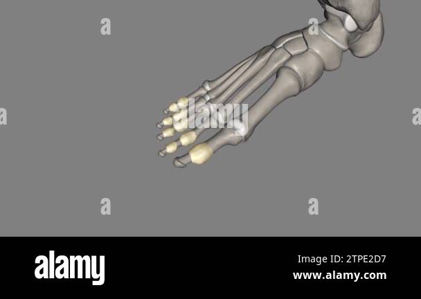 The interphalangeal joints of the foot are between the phalanx bones of ...