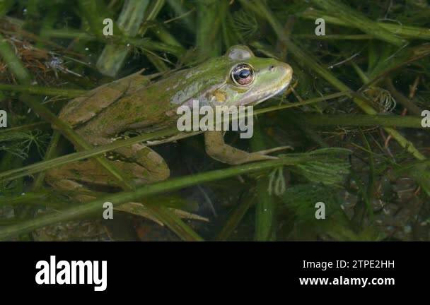 Pool frog (Pelophylax lessonae) on floating aquatic plants, blinking an ...