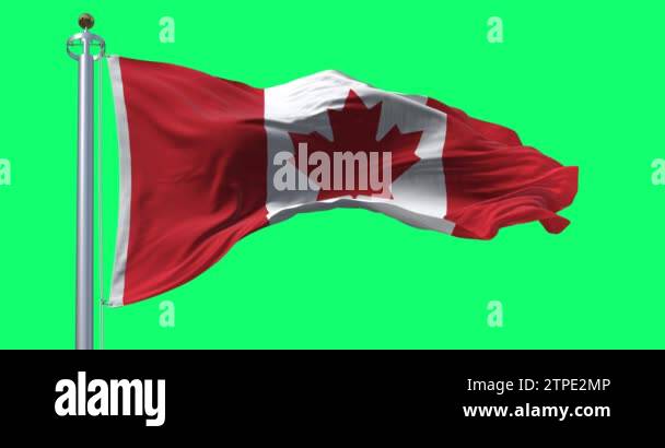 Green stylized leaf Stock Videos & Footage - HD and 4K Video Clips - Alamy