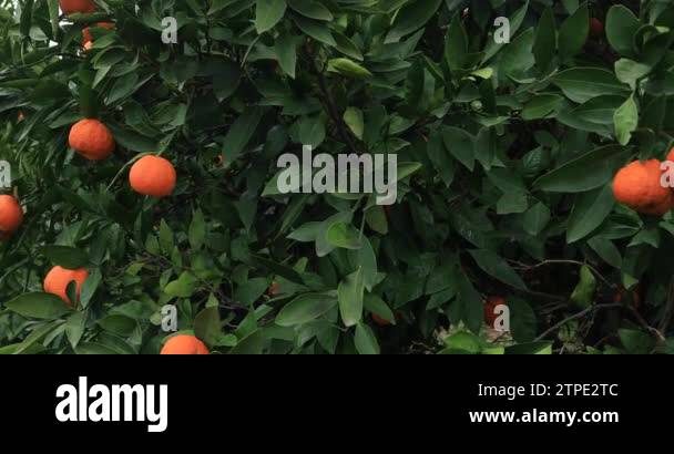 Mandarin tree branch many orange Stock Videos & Footage - HD and 4K ...