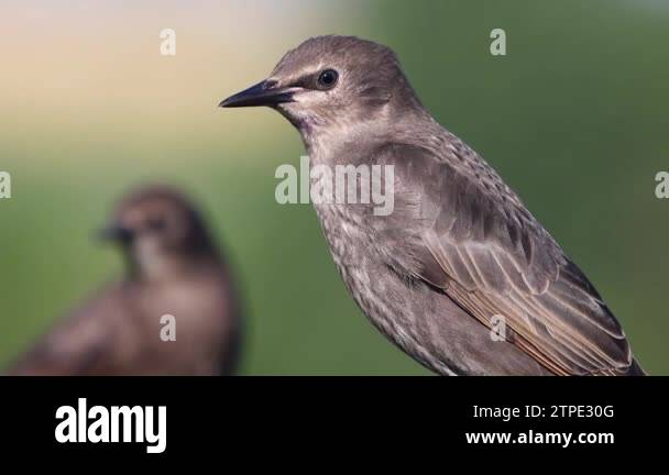 Menacing bird Stock Videos & Footage - HD and 4K Video Clips - Alamy