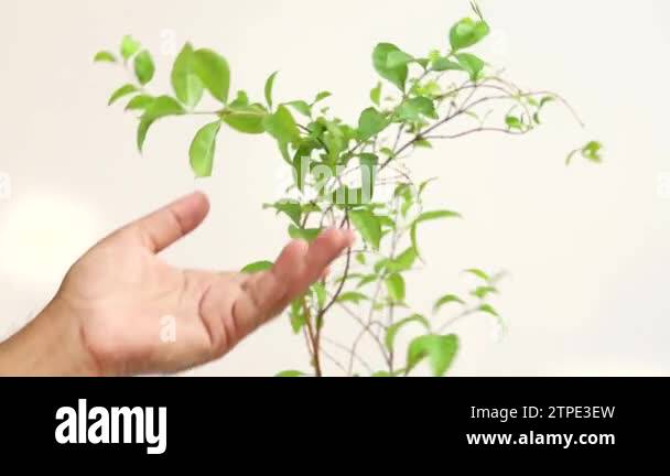 Hina the henna tree Stock Videos & Footage - HD and 4K Video Clips - Alamy