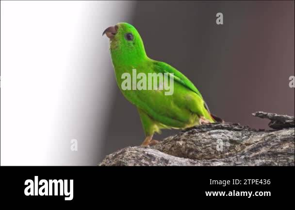 Ground nesting species Stock Videos & Footage - HD and 4K Video Clips ...