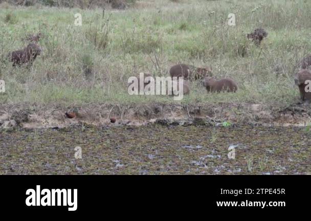 family of greater capybara, Hydrochoerus hydrochaeris, is the largest ...