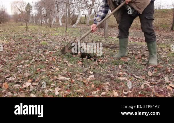 Transplanting new scion with roots, dibble fruit treeGardener is using ...