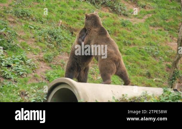 Two funny brown bears are playing with each other. They bite, push ...