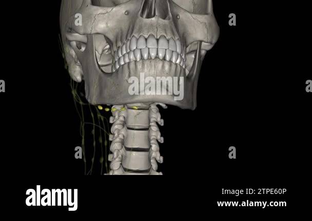 The submandibular lymph nodes are some 3-6 lymph nodes situated at the ...