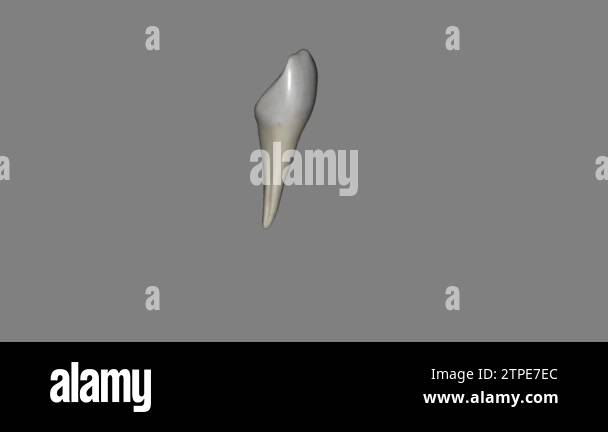 The mandibular canine is the tooth located distally from both ...