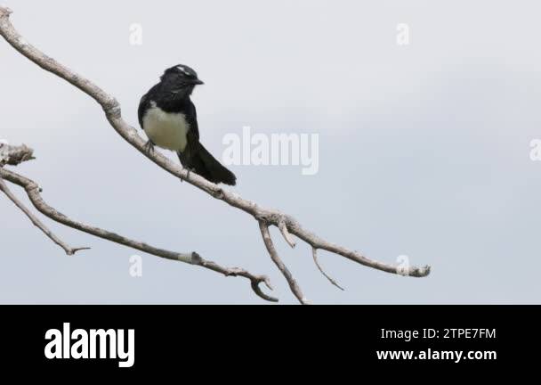 Australian calling bird Stock Videos & Footage - HD and 4K Video Clips ...