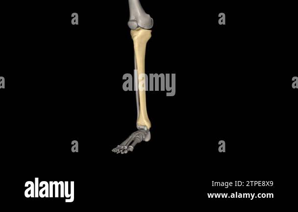 Shinbone Stock Videos & Footage - HD and 4K Video Clips - Alamy