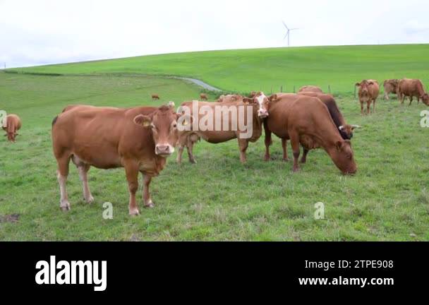 Species appropriate animal husbandry Stock Videos & Footage - HD and 4K ...