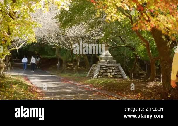 asian man walking relaxing on vacation in forest in kyoto japan along ...