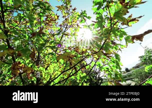 forest trees silhouette and green spring summer leaves at daylight sky ...