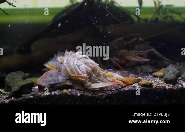 Crustacean exoskeleton Stock Videos & Footage - HD and 4K Video Clips ...