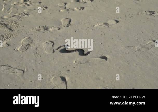 Sea krait beach Stock Videos & Footage - HD and 4K Video Clips - Alamy