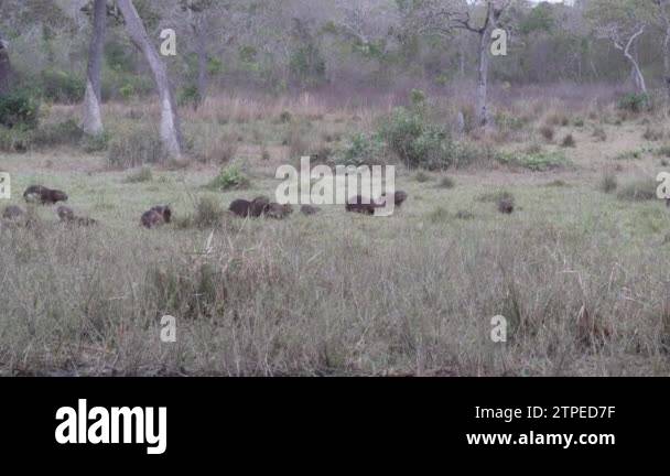 family of greater capybara, Hydrochoerus hydrochaeris, is the largest ...