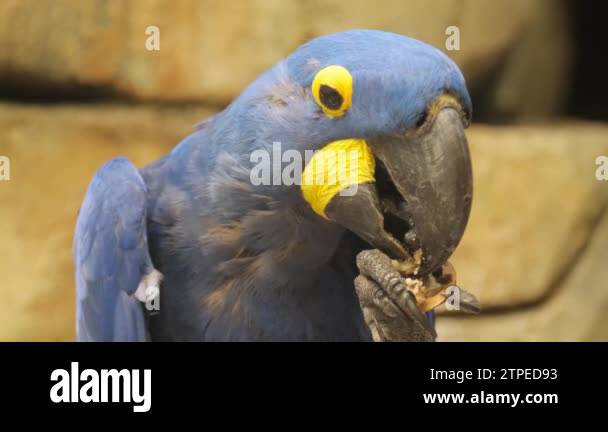 Macaw hyacinth bird of the homeland of Papugov. One of the largest ...