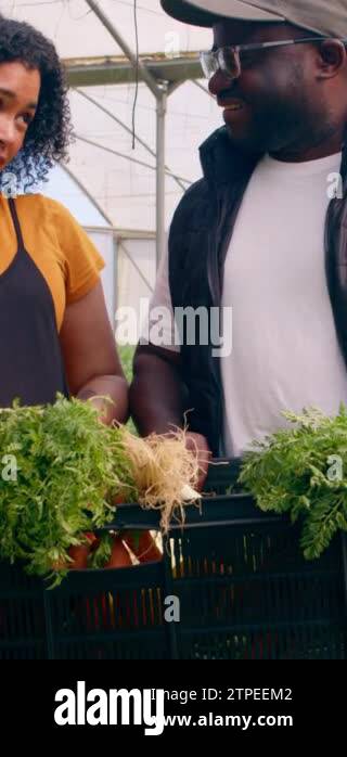 Two farmers talking holding crate of vegetables, smile and pose in farm ...