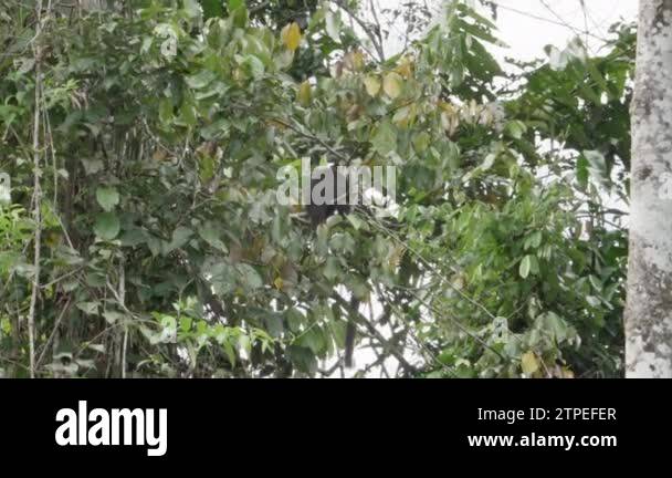 Lucifer Titi or Yellow handed Titi Monkey, Callicebus lucifer, climbing ...