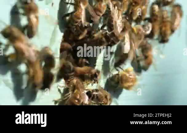 Close up of many bees coming inside and outside the hive, working in the morning. Life in hive ...