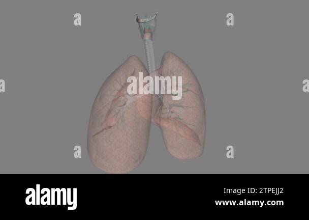 The respiratory system is the network of organs and tissues that help ...
