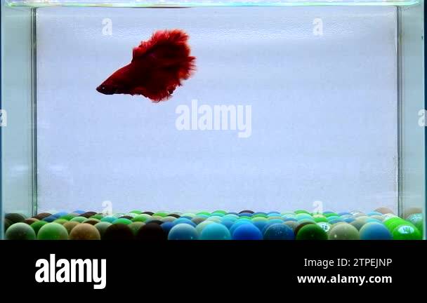 Betta fish Royal Red Emperor Rose Tails Halfmoon from Thailand, Siamese ...