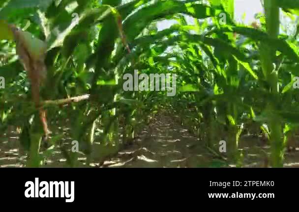 Corn maize close up, agriculture field, young green corn seedling crops ...