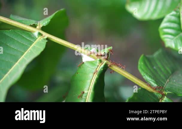 Oecophylla smaragdina green weaver Stock Videos & Footage - HD and 4K ...