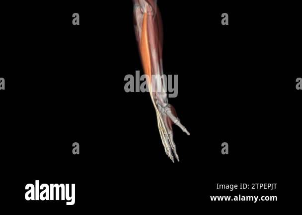 Extensor digitorum is a long muscle located in the posterior ...