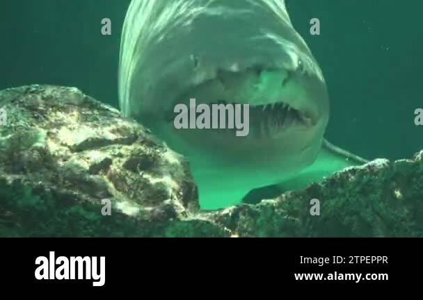 Predatory carnivore Stock Videos & Footage - HD and 4K Video Clips - Alamy