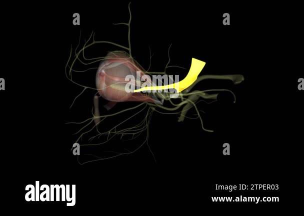Eye movement pupil constriction. Trochlear Nerve, Eye movement .The ...