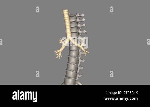 Trachea, in vertebrates and invertebrates, a tube or system of tubes ...