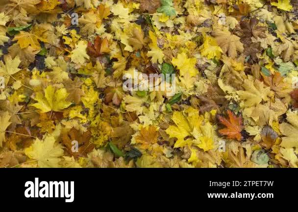 Wet fallen maple leaves Stock Videos & Footage - HD and 4K Video Clips ...