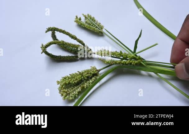 Eleusine coracana or finger millet. It is called Ragi and madua in ...