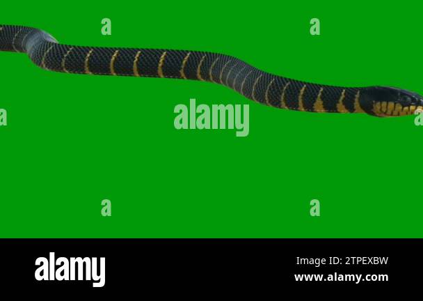 Snake Premium Quality green screen effect 4k, Abstract technology ...