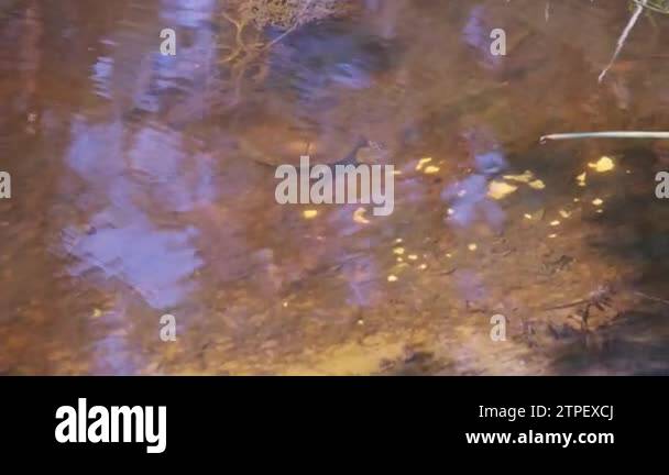 Pond turtle looking for food underwater in river. River turtle swims ...