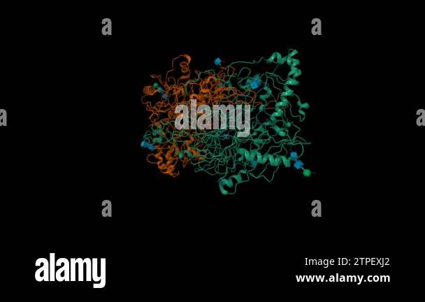 Native structure of soluble human primary amine oxidase AOC3. Animated ...