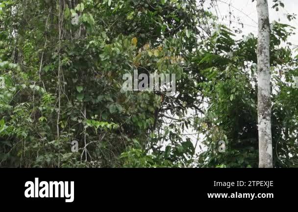 Lucifer Titi or Yellow handed Titi Monkey, Callicebus lucifer, climbing ...